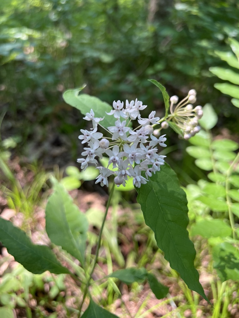four-leaved milkweed from Macaulay Mountain Conservation Area, Prince ...