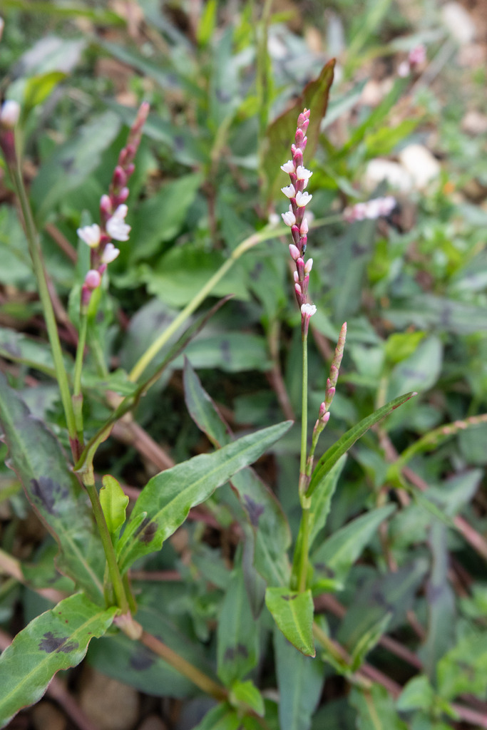slender knotweed from Castlemaine VIC, Australia on April 16, 2023 at ...