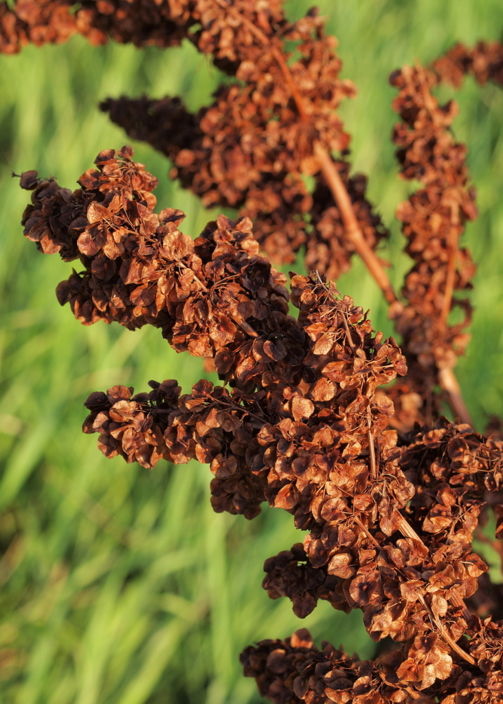 Patience Dock (Rumex patientia) - Botanical Realm