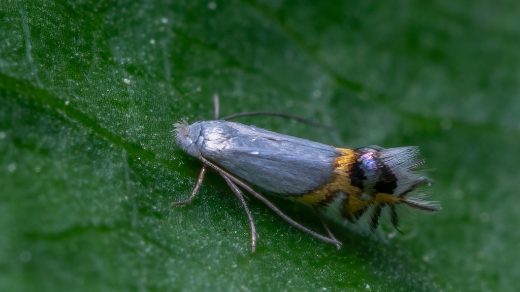 Pear Leaf Blister Moth from 36600 Myttäälä, Suomi on June 16, 2023 at ...