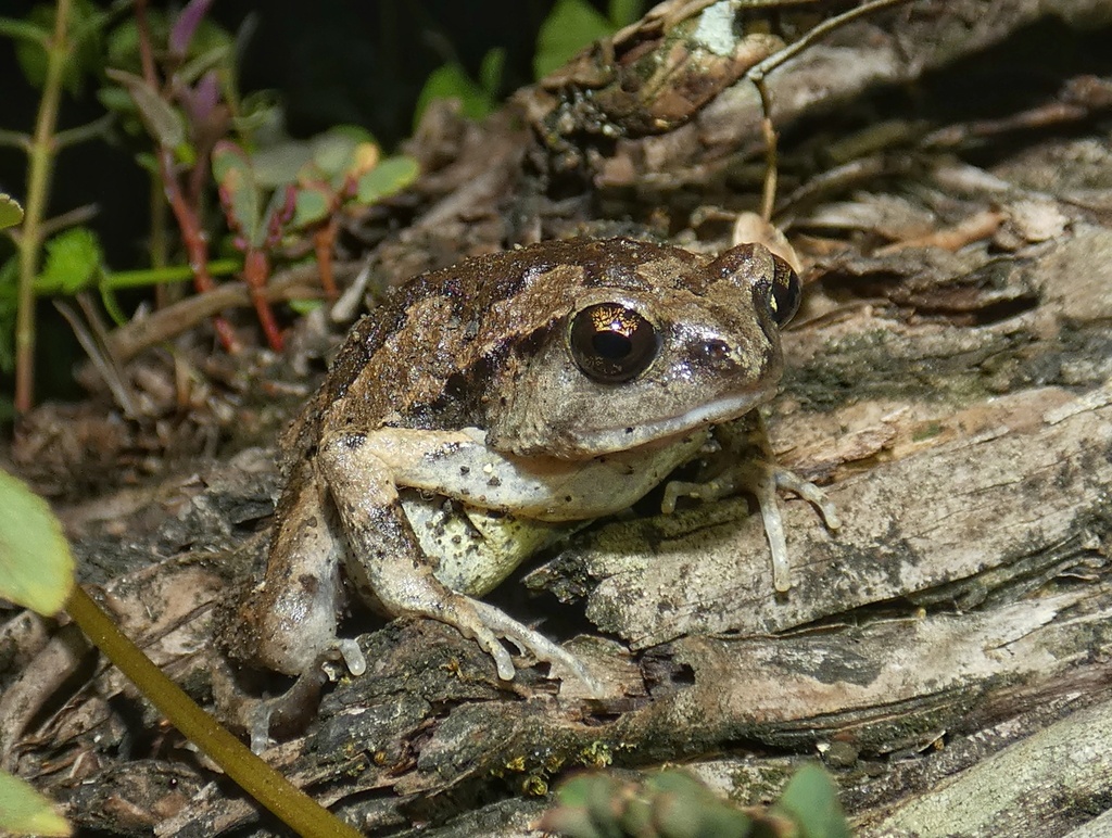 Slender-Digit Chorus Frog from Mambajao, Pasay, Dakbayan sa Maasin ...