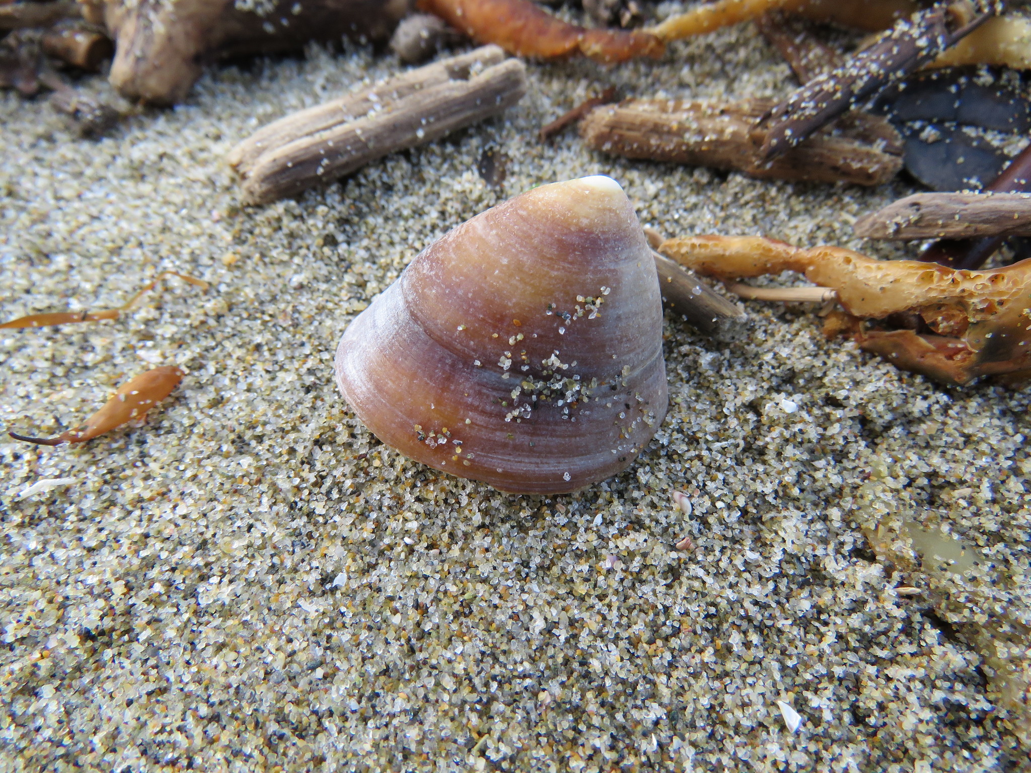 Scurria scurra (Lesson, 1831)