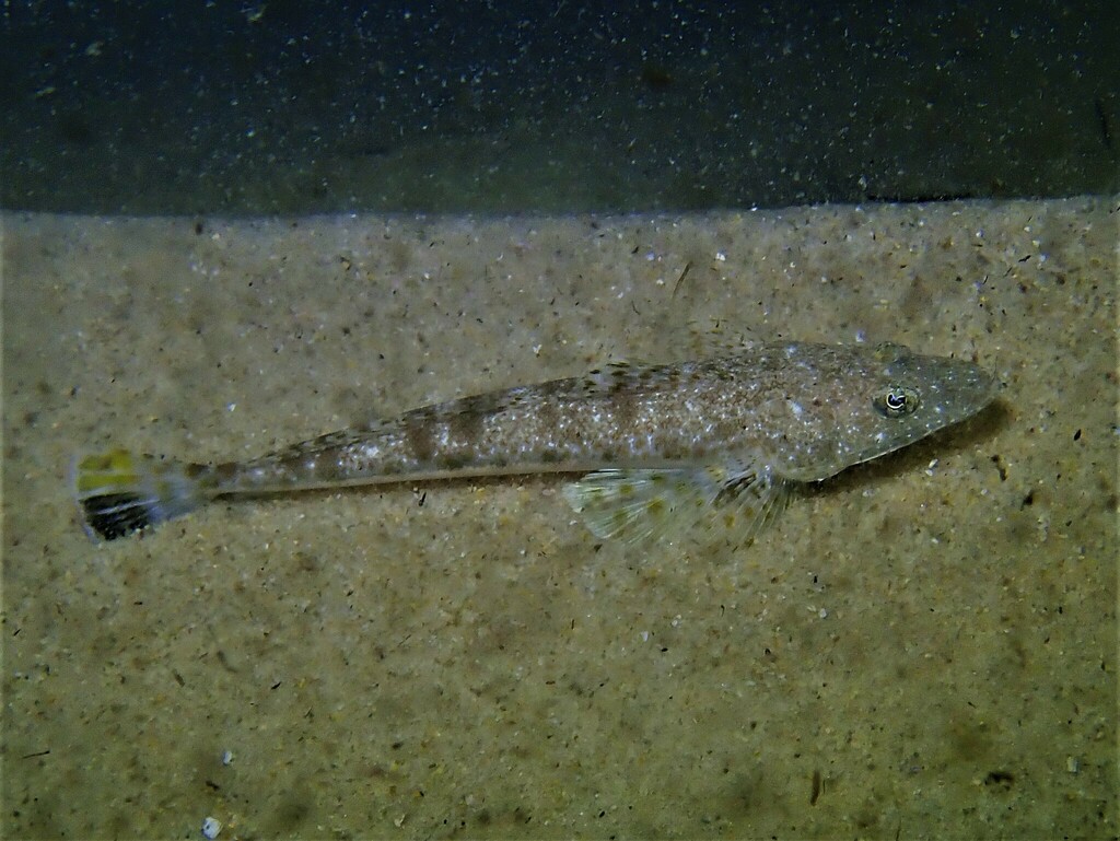 Southern Bluespotted Flathead from South Cottesloe reef, Perth WA ...