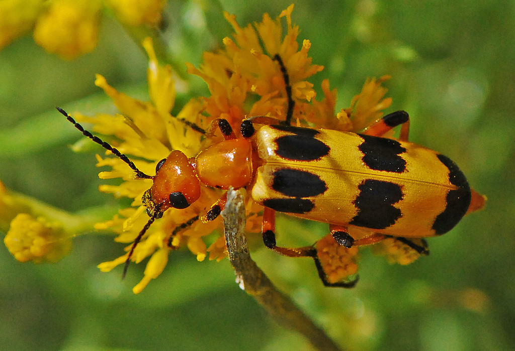 Charlie Brown Blister Beetle (Meloid Beetles of the United States ...