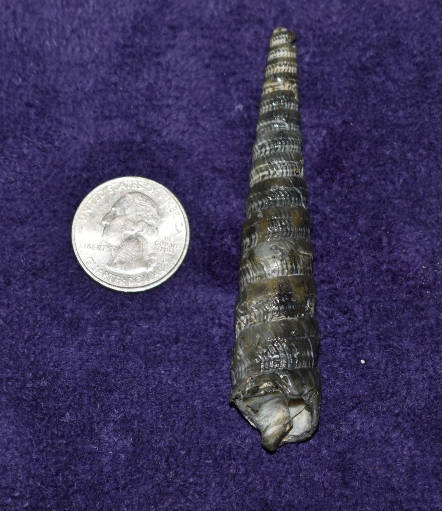 Terebra taurina from Texas, USA on December 14, 2018 at 12:16 PM by Jon ...