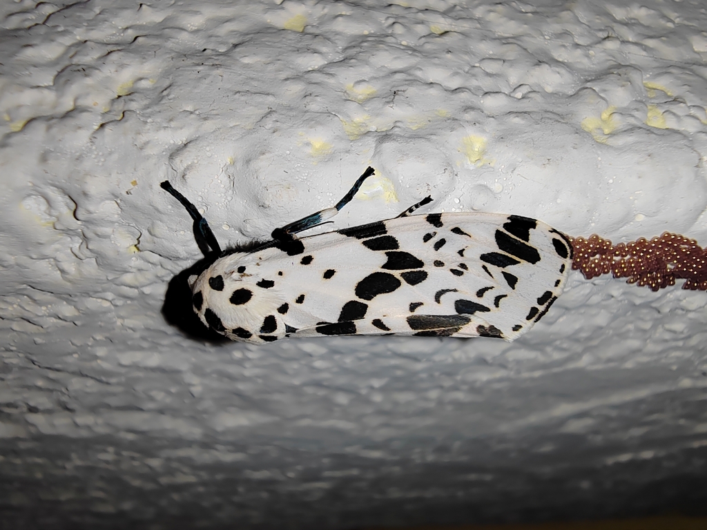 Many-spotted Tiger Moth from Zona Centro, San Cristóbal de las Casas ...