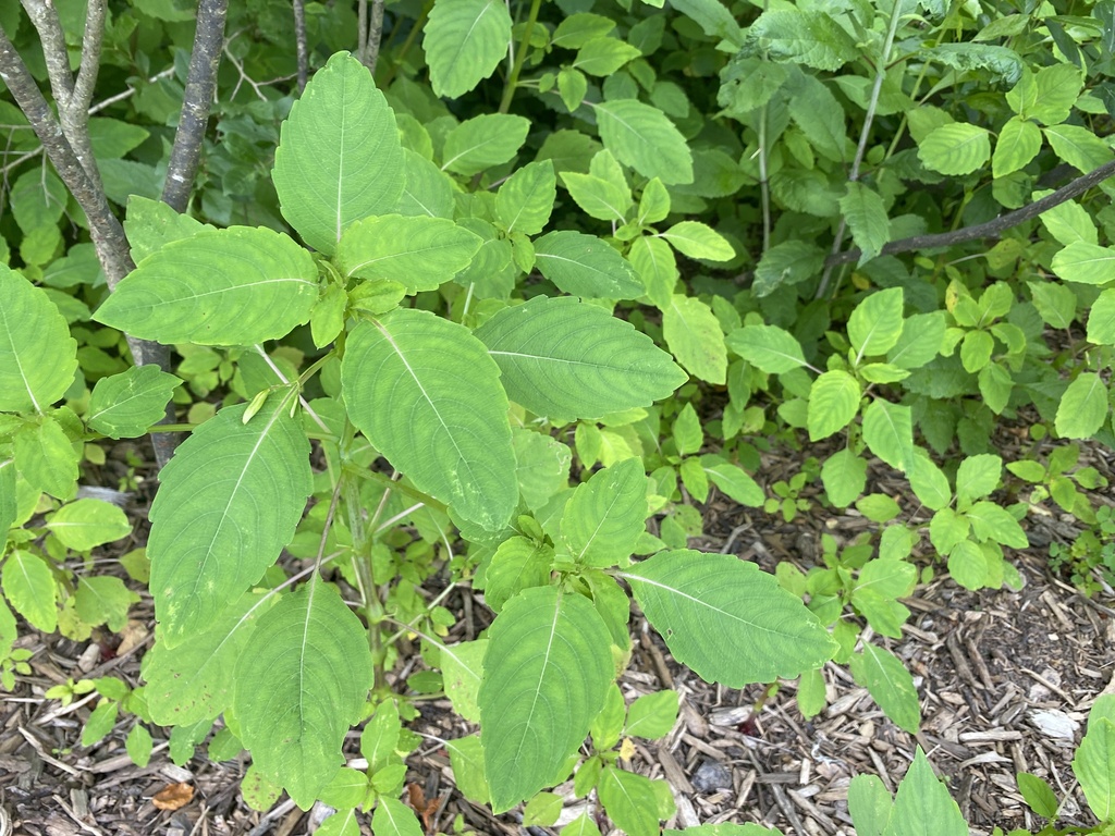 common jewelweed from Wheaton Regional Park, Silver Spring, MD, US on ...