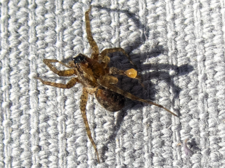 Spiders from Shepard Settlement, Onondaga County, NY, USA on June 18 ...