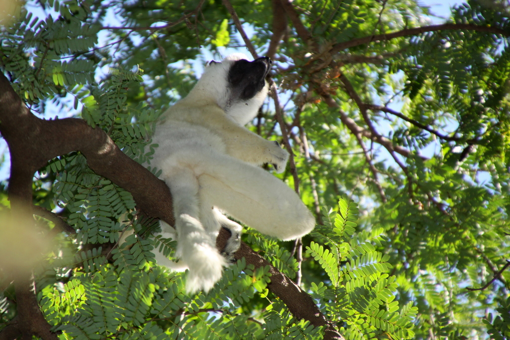 Von der Decken's Sifaka (Propithecus deckenii) - Know Your Mammals