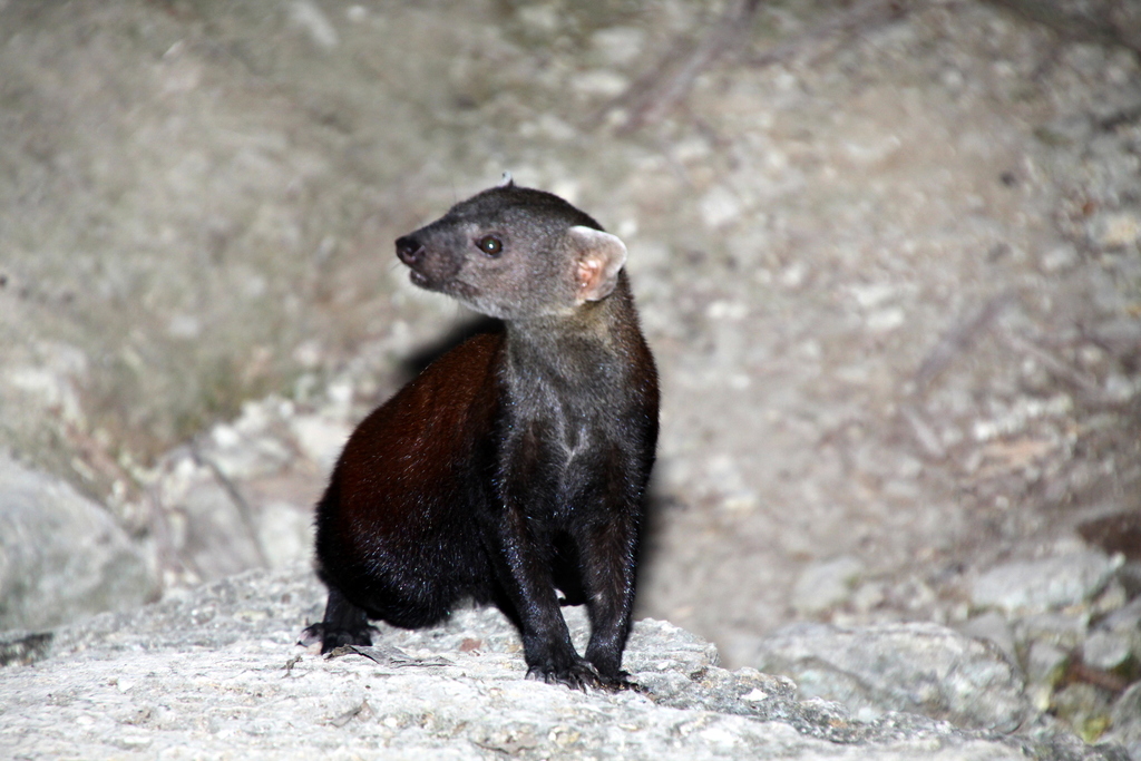 Euplerids (Eupleridae) - Know Your Mammals