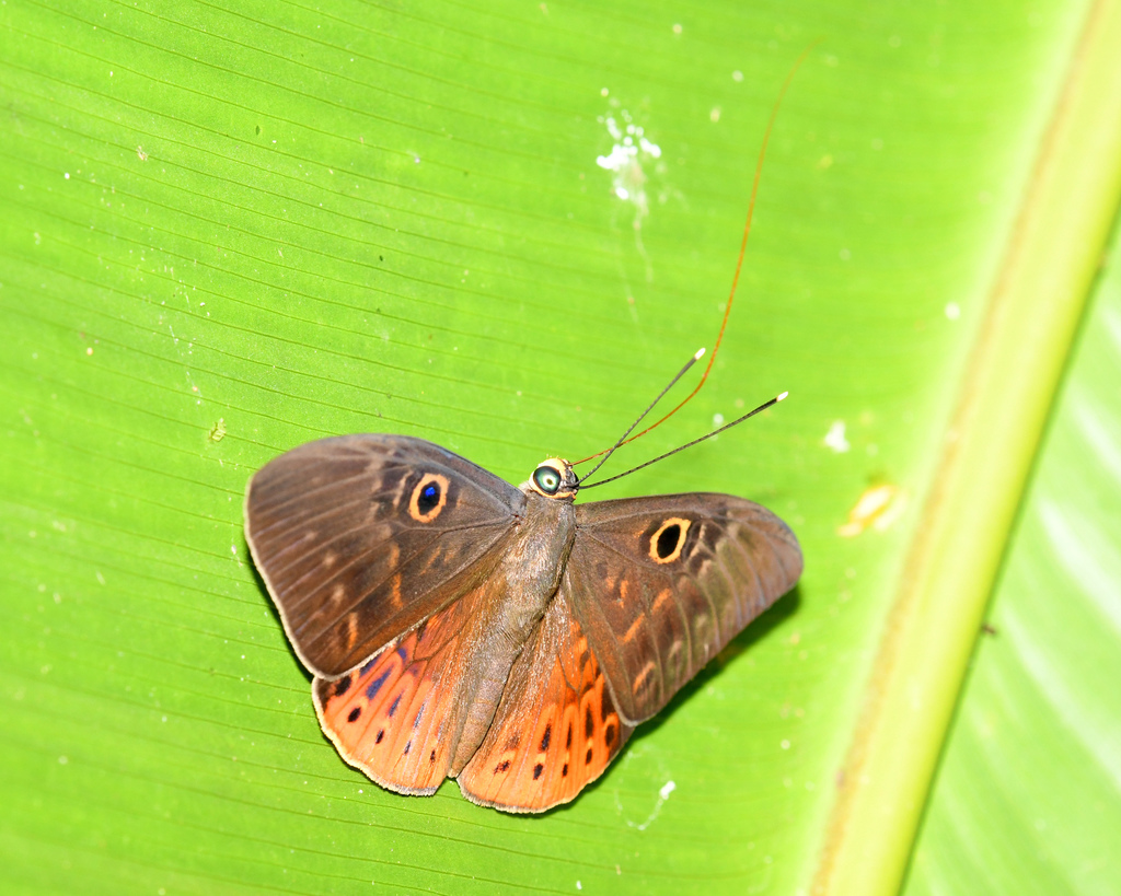 Great Eurybia Butterfly from Piñas, EC-EO, EC on December 2, 2018 by ...