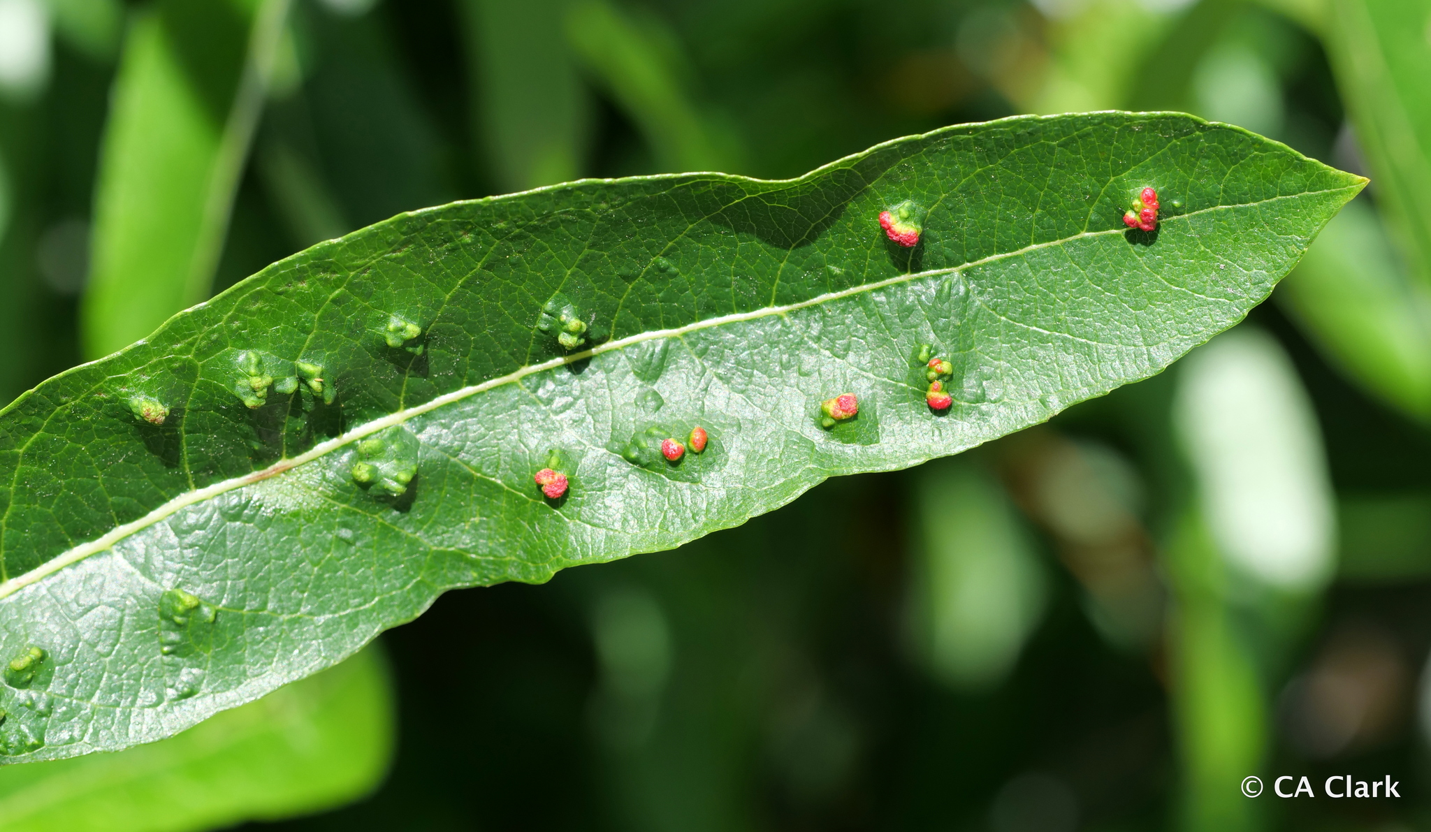 Aculus tetanothrix (Nalepa, 1889)