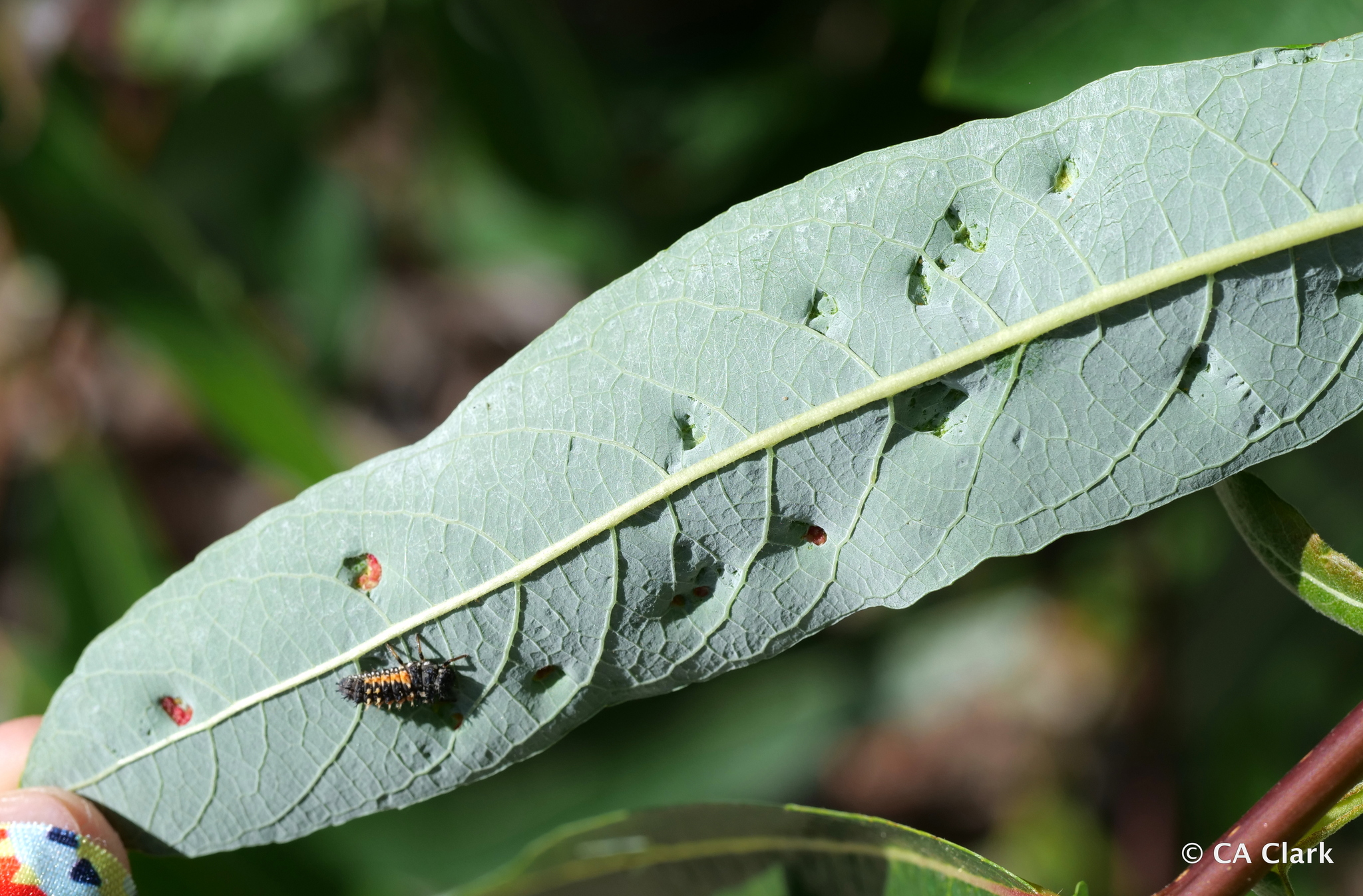 Aculus tetanothrix (Nalepa, 1889)