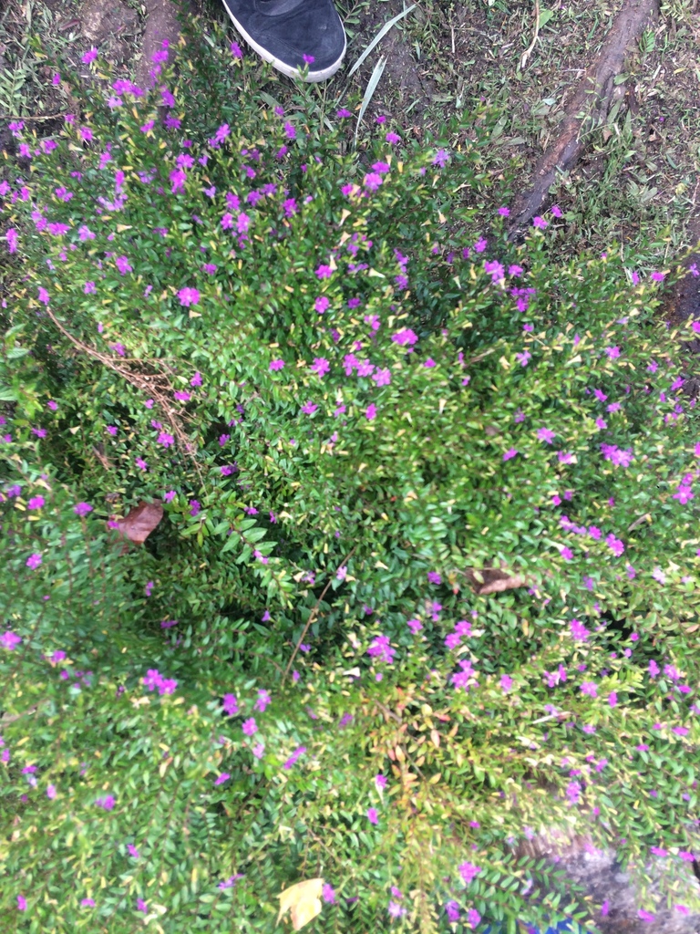 False heather from Katipunan, Arakan, North Cotabato, PH on December 13 ...