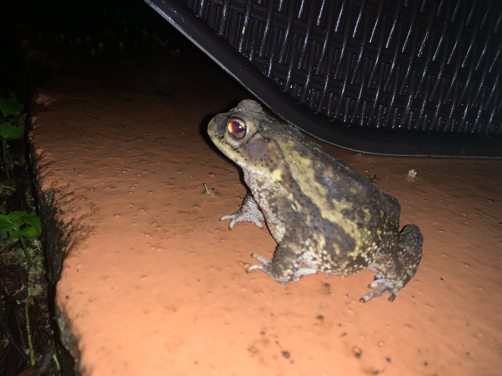 Dry Forest Toad from Carrillo, Guanacaste, Costa Rica on June 10, 2023 ...