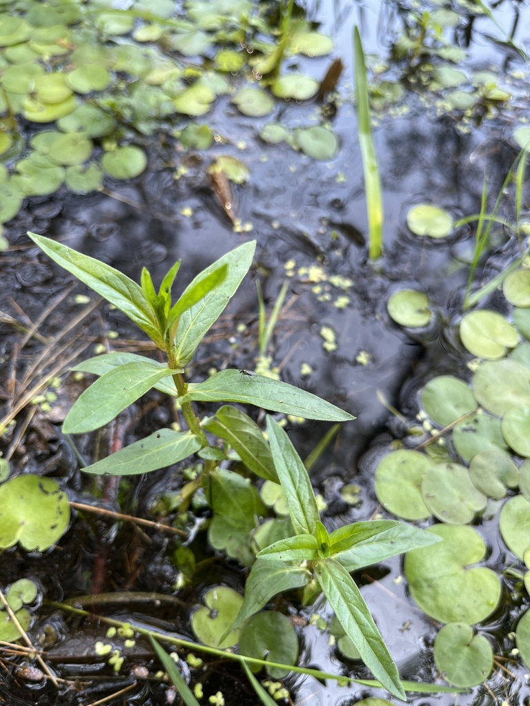 marsh mermaidweed from Leeds and the Thousand Islands, ON, CA on June ...