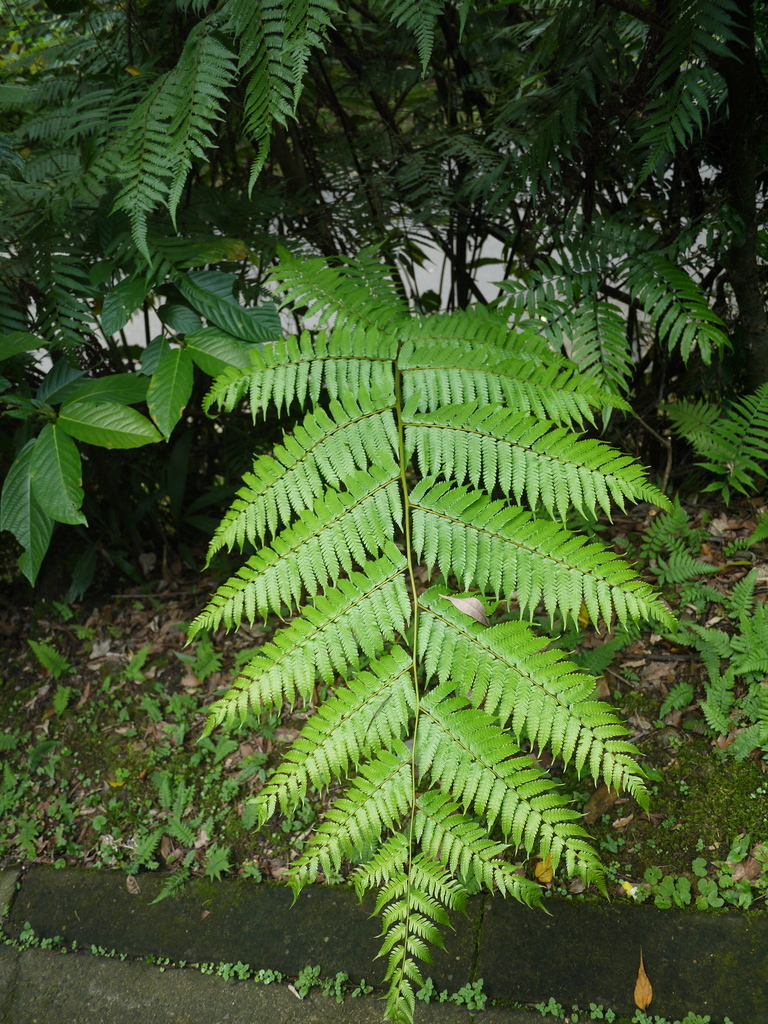 Spiny Tree Fern from 新北市新店區 on June 18, 2023 at 04:09 PM by cyunf ...