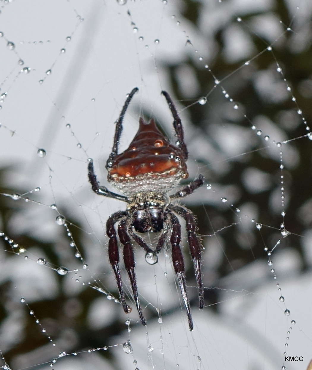 Caerostris extrusa Butler, 1882