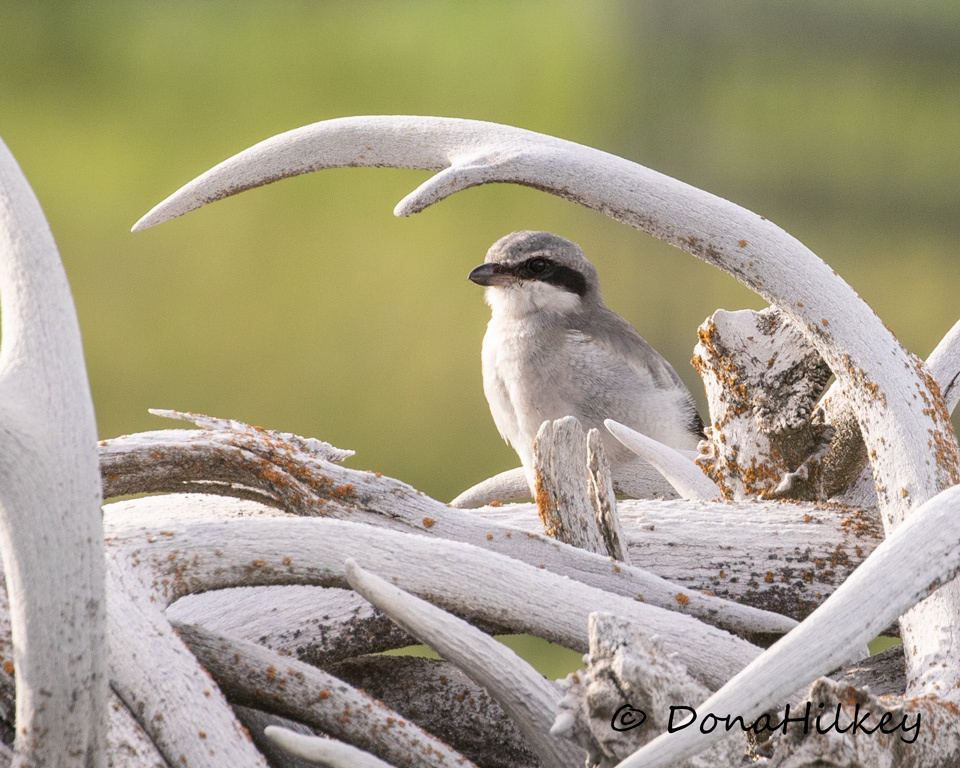 Loggerhead Shrike in August 2018 by Dona Hilkey · iNaturalist