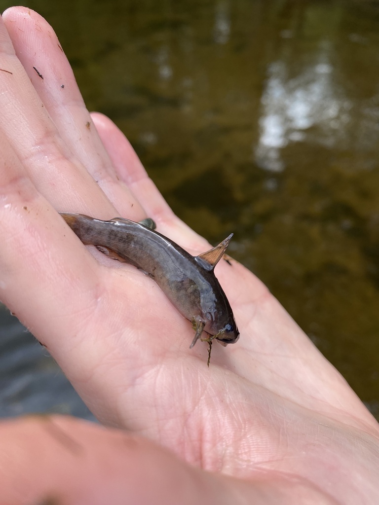 Bullheads from Fort White, FL, US on June 13, 2023 at 03:34 PM by ...