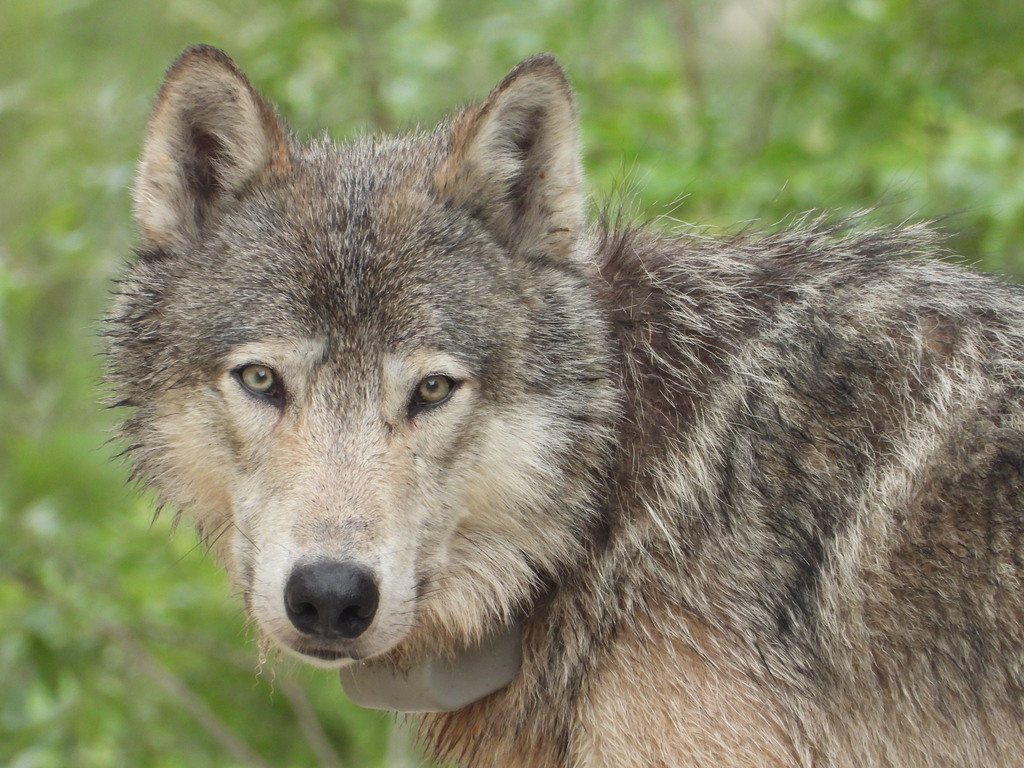 Gray Wolf in June 2023 by James Telford · iNaturalist