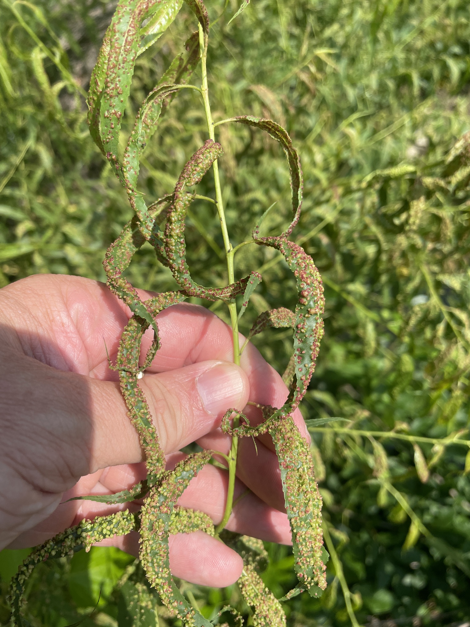 Aculus tetanothrix (Nalepa, 1889)