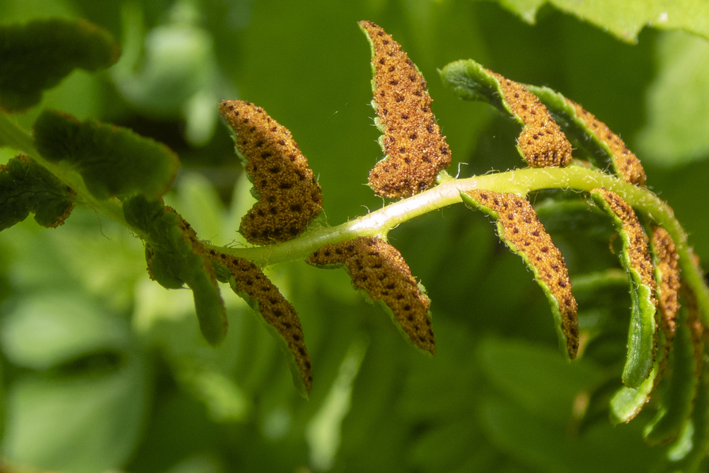 Christmas fern from Shepard Settlement, Onondaga County, NY, USA on ...