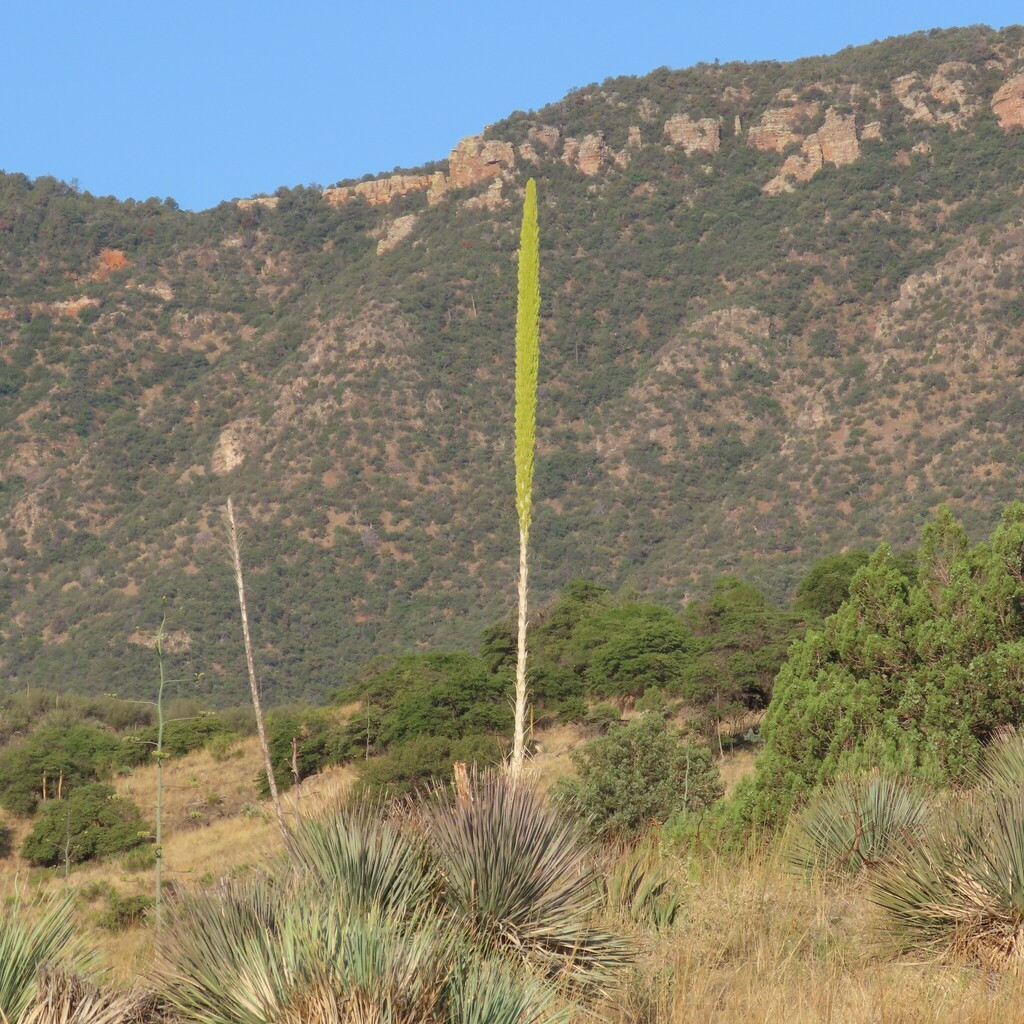 Wheeler sotol from Sierra Vista, AZ 85650, USA on June 19, 2023 at 06: ...