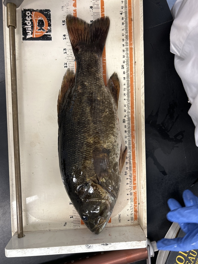 Smallmouth Bass from Lac Cromwell, St-Hippolyte, QC, CA on June 19 ...