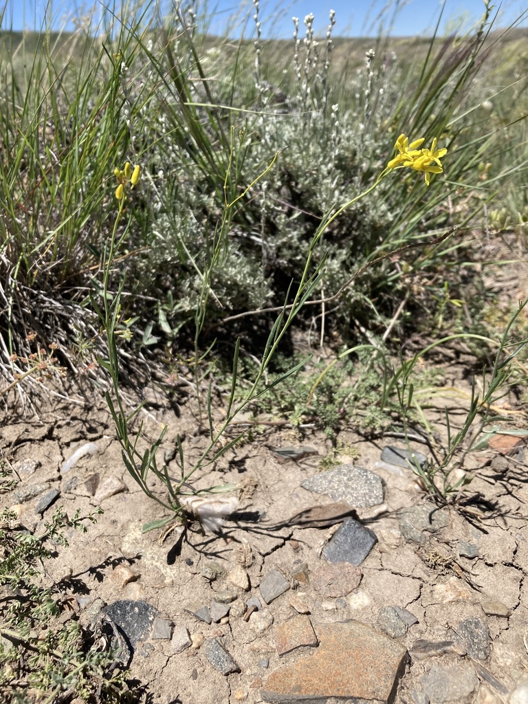 flaxleaf plainsmustard from Rawlins, WY, US on June 19, 2023 at 12:26 ...