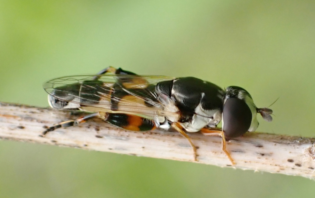 Peg-legged Compost Fly from Stratford Hills, Richmond, VA, USA on June ...