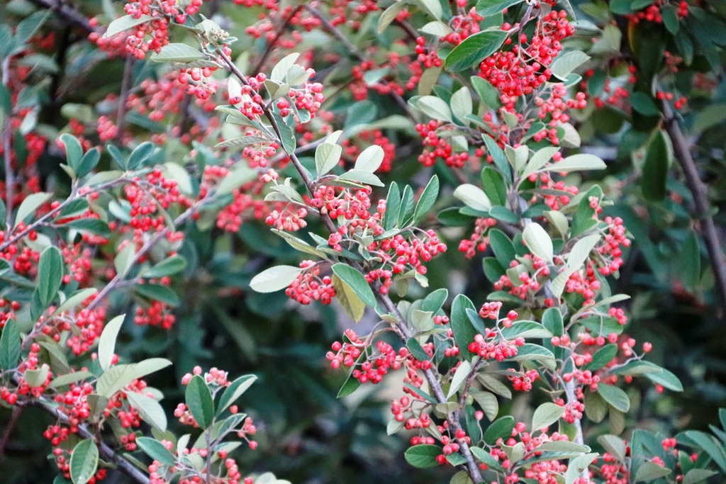 Late cotoneaster from Constantia Neck Jeep Track, Cecilia Park section ...