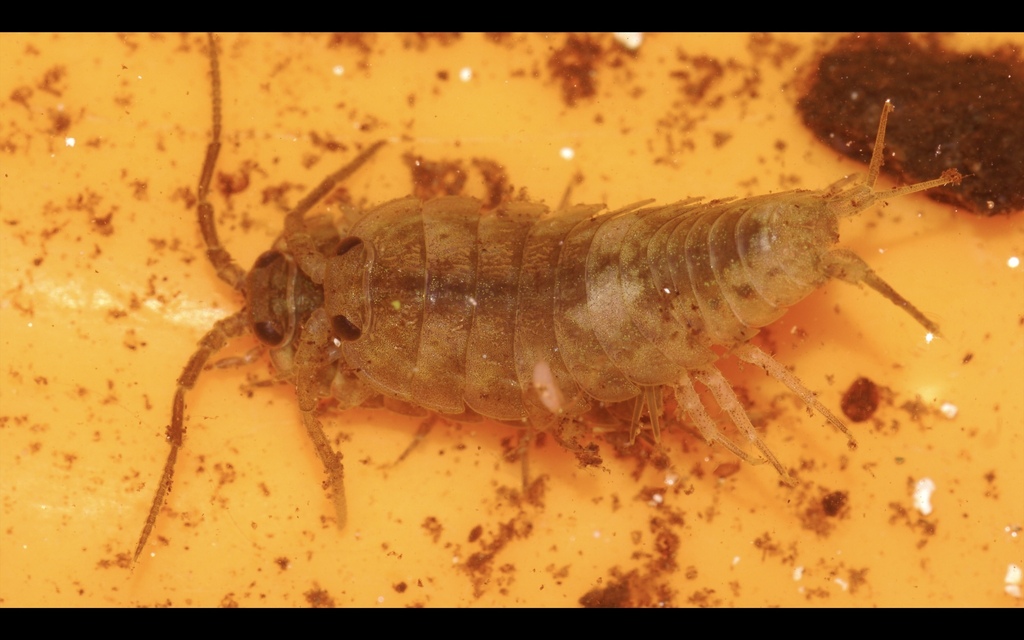 Common Sea Slater from Vega Municipality, Norway on June 17, 2023 at 08 ...