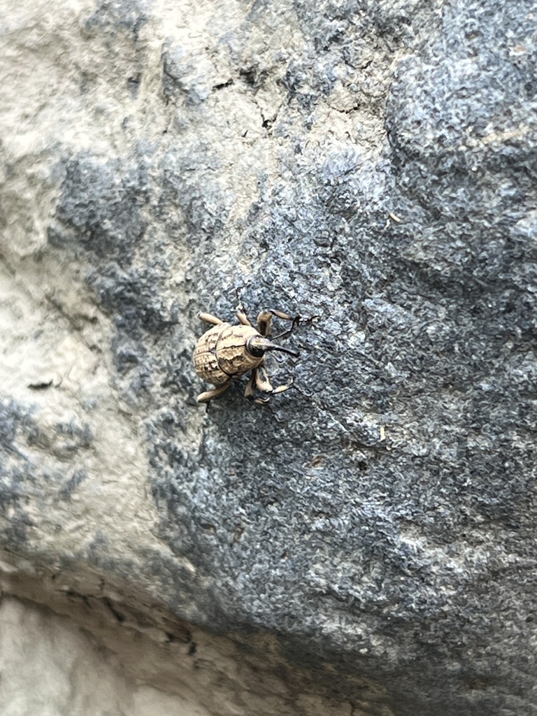 Billbug Weevils from Susquehanna River, Darlington, MD, US on June 19 ...
