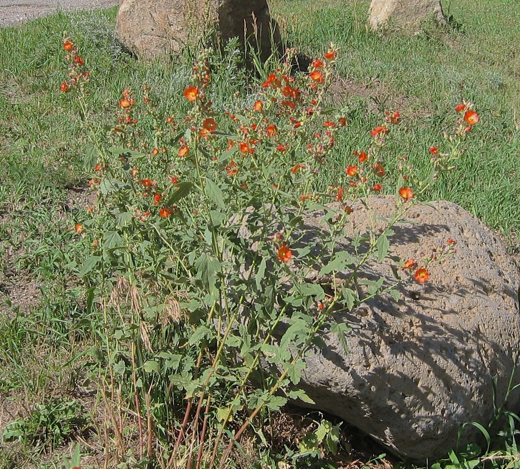gray globemallow (Sphaeralcea incana) - Botanical Realm