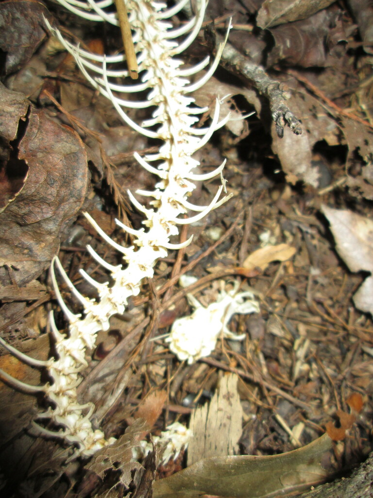Colubrid Snakes from Columbus County, NC, USA on June 17, 2023 at 11:07 ...