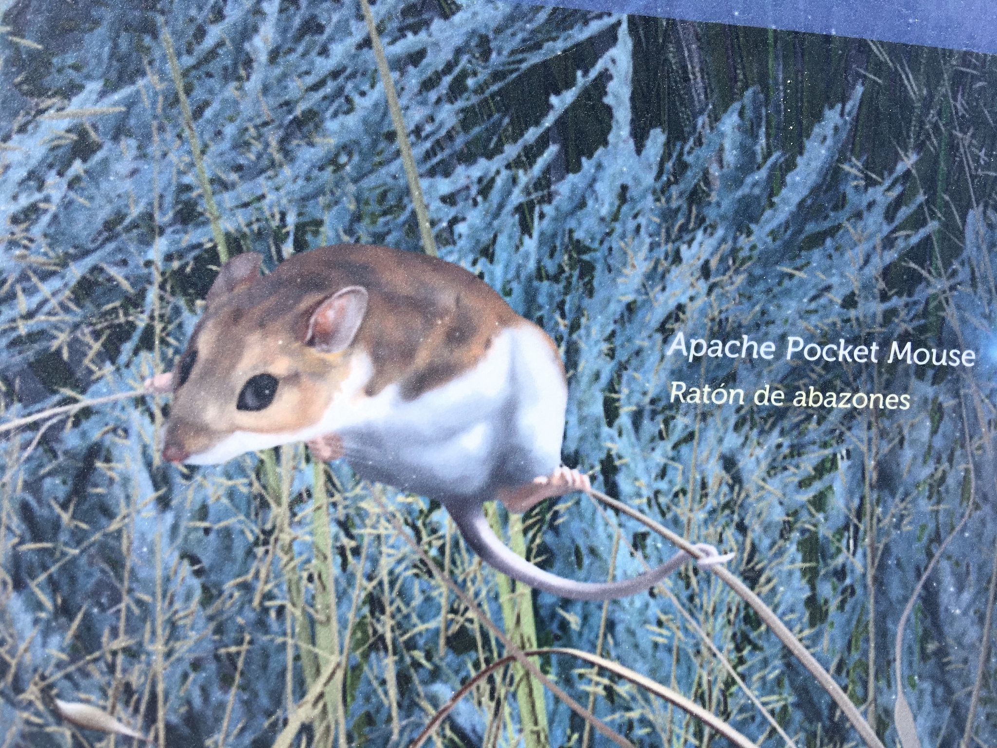 Perognathus flavescens Merriam, 1889