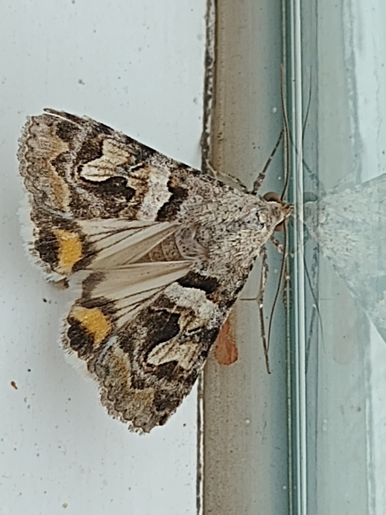 Bulia desde Caracol Museo de Ciencias, Ensenada, B.C., México el 20 de ...
