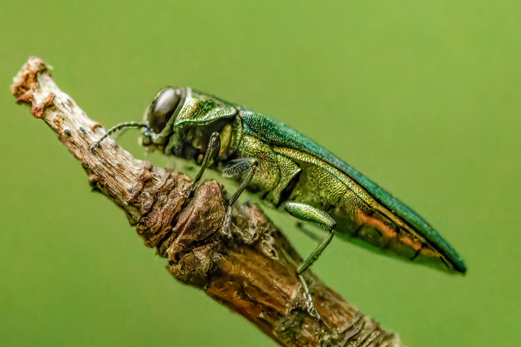 Emerald Ash Borer from Glenridge Quarry Naturalization Site, St ...