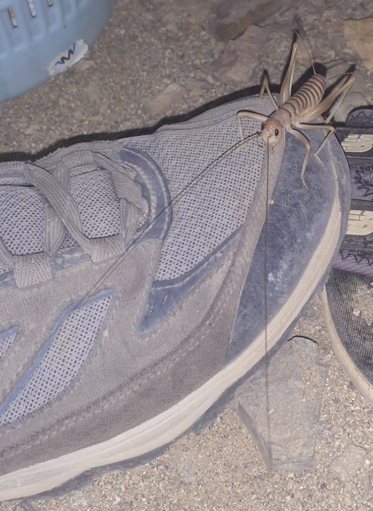 Lezina from Om Al Hewitat And Al Gawasees, Red Sea, EG on June 16, 2023 ...