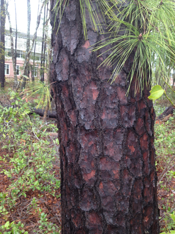pond pine from Coastal Carolina University, Conway, South Carolina, US ...