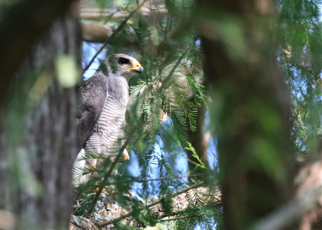 Gray Hawk from Southmost, Brownsville, TX 78521, USA on June 19, 2023 ...