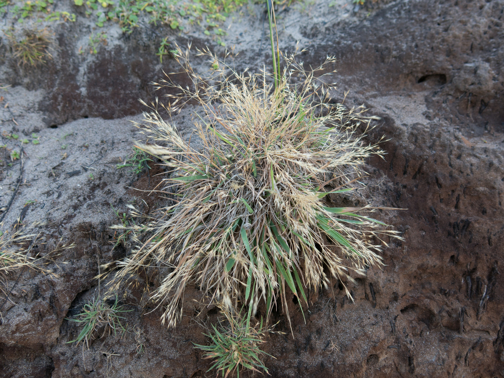 blown grass from Southwest TAS 7139, Australia on February 2, 2016 at ...
