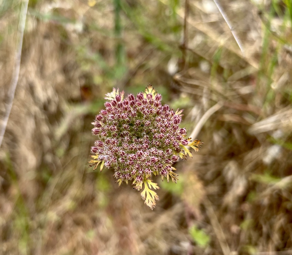 American wild carrot from Laguna Coast Wilderness Park, Laguna Beach ...