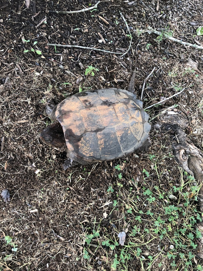 Common Snapping Turtle from Wild Geese Way, Travelers Rest, SC, US on ...