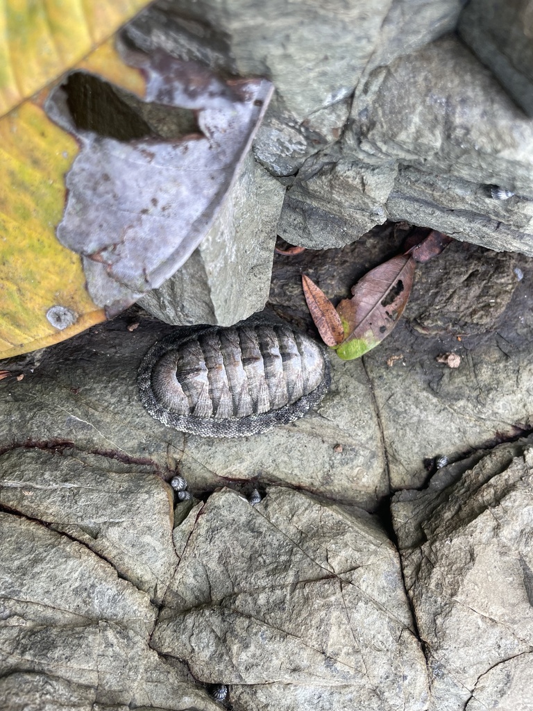 West Indian Green Chiton from Osa, Puntarenas, CR on June 19, 2023 at ...
