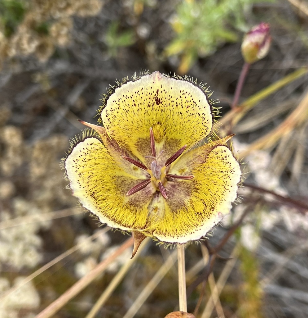 intermediate mariposa lily in June 2023 by nmoorhatch · iNaturalist