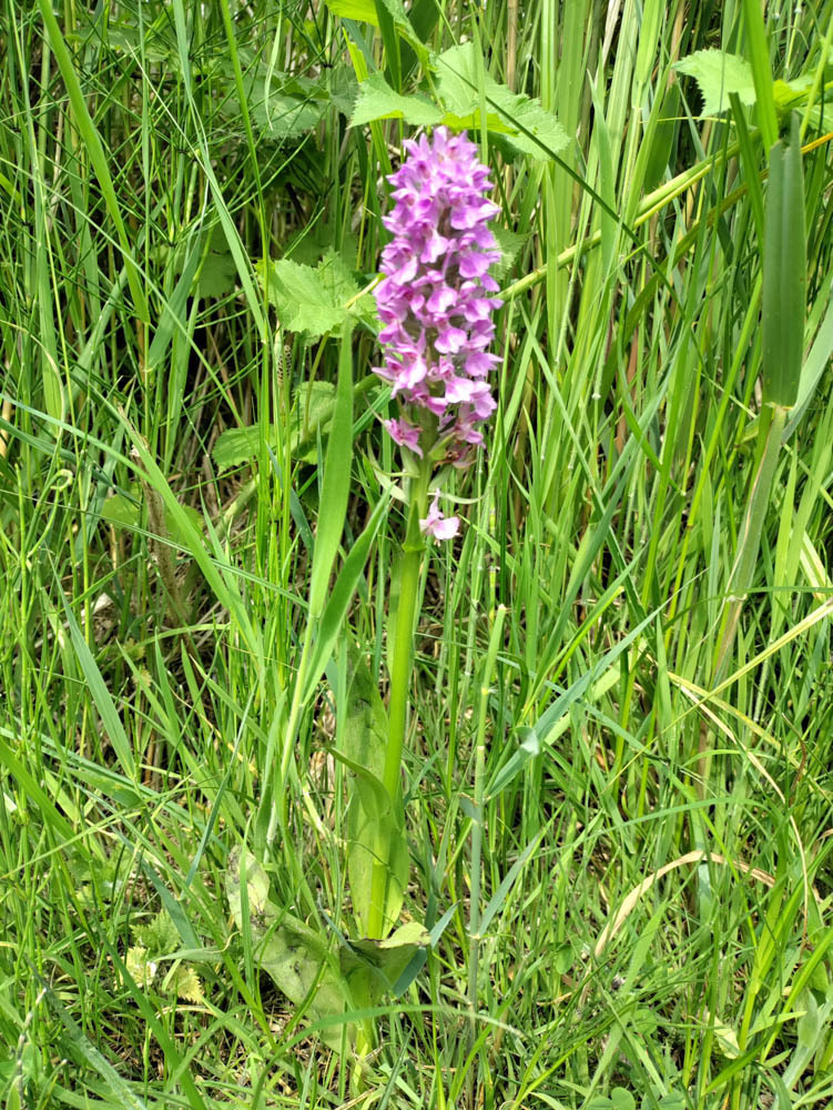 Southern Marsh-orchid from Suffolk, UK on June 17, 2023 at 11:13 AM by ...