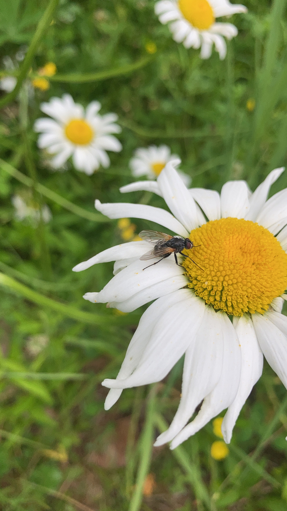 House Flies and Allies from Brookline on June 19, 2023 at 04:52 PM by ...