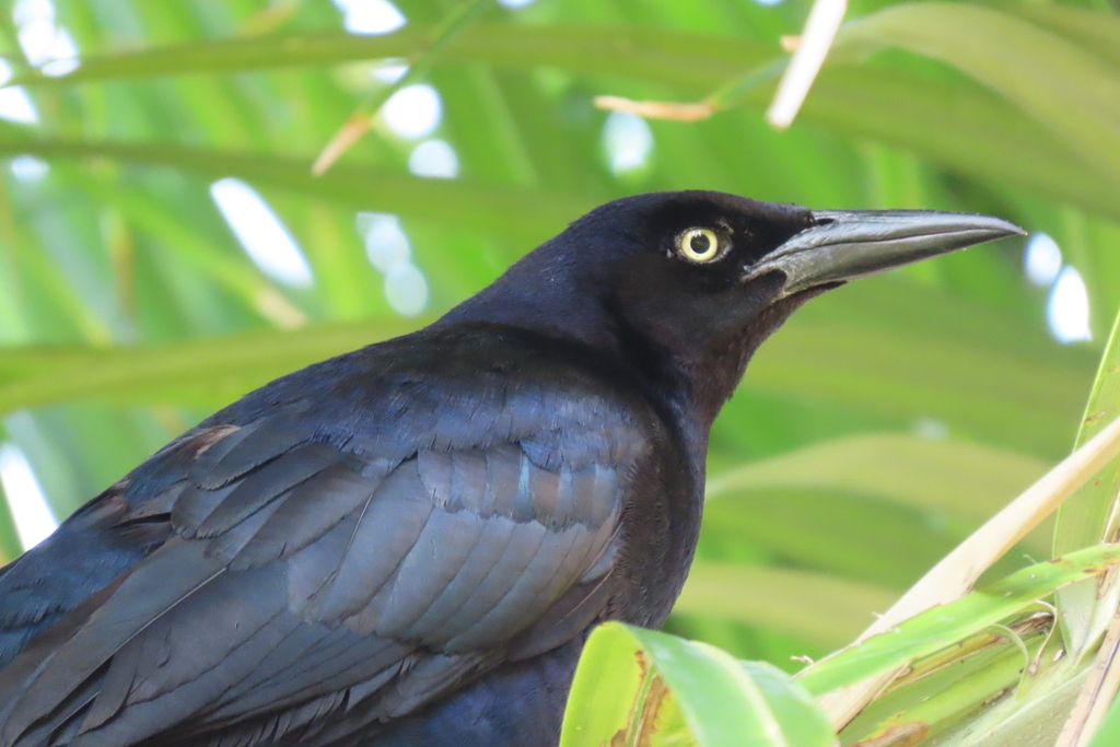 Great-tailed Grackle from Historic Old Northeast, St. Petersburg, FL ...
